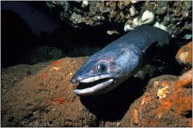 Paisajes submarinos: el congrio, una especie olvidada
