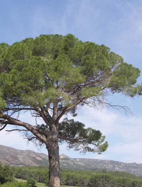 Plantes del nostre entorn II: Arbres silvestres de muntanya