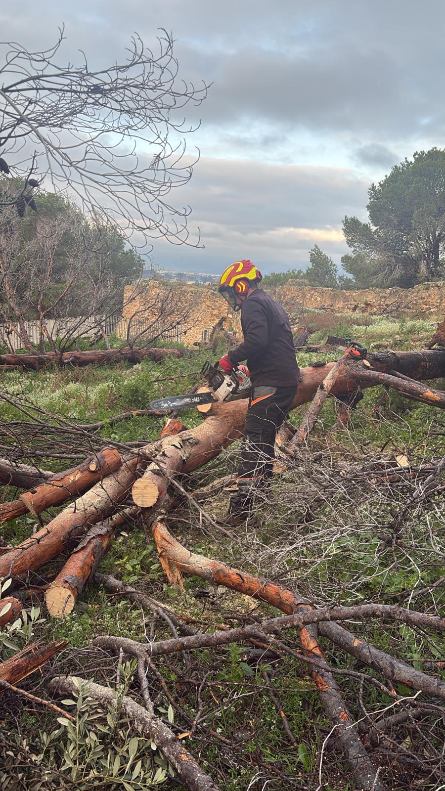Dénia tala d’urgència 130 pins al Castell a punt de caure per les ...