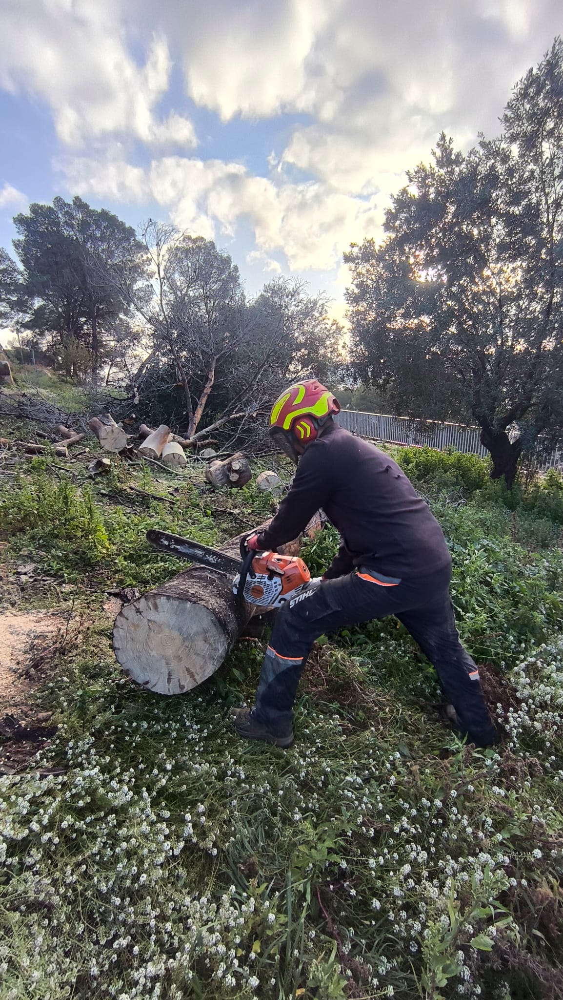 Dénia tala d’urgència 130 pins al Castell a punt de caure per les ...