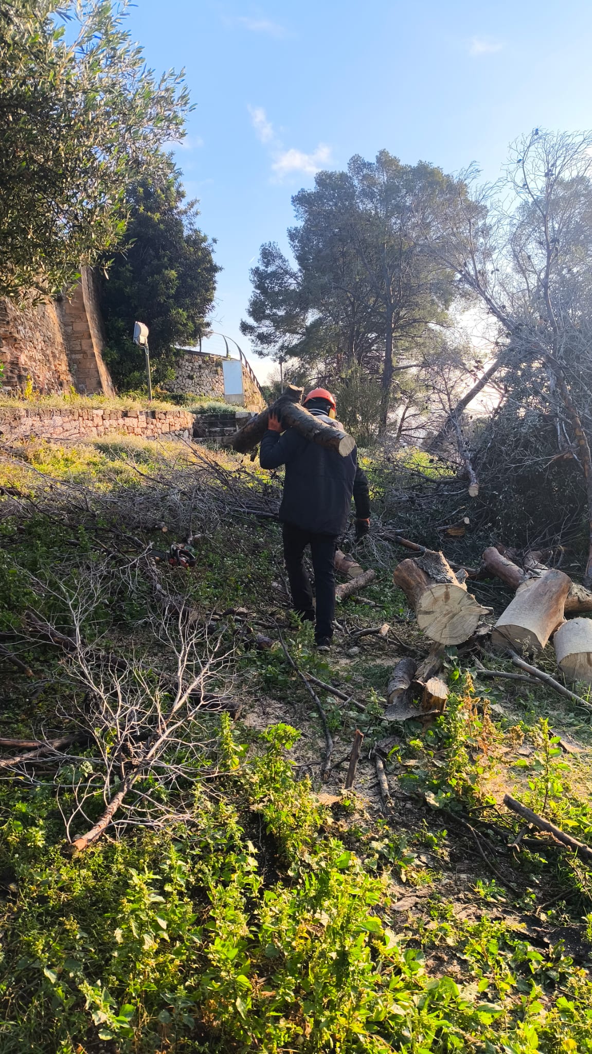 Dénia tala d’urgència 130 pins al Castell a punt de caure per les ...