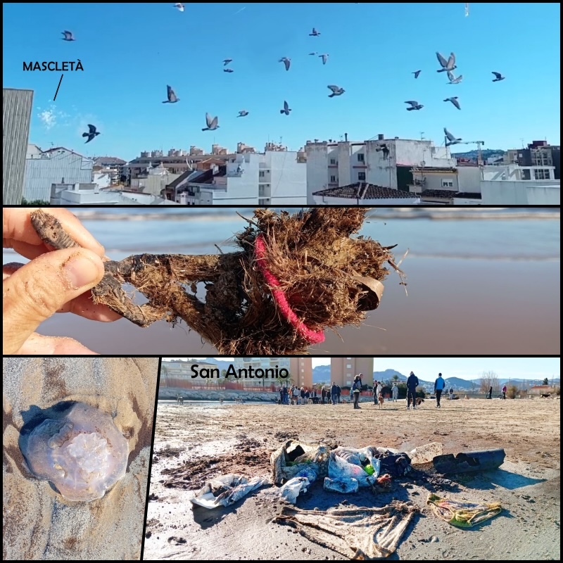 Tres historias de un mismo problema en Dénia: cuando la vida deja de ...